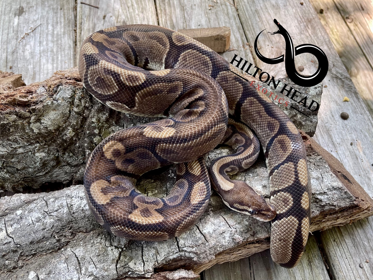 Proven Female Sable Ball Python by Hilton Head Exotics - MorphMarket