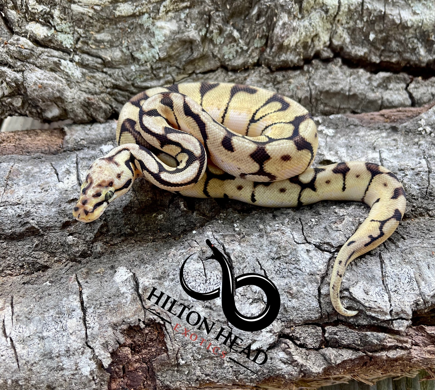 Enchi Bee Dbl Het Cryptic Desert Ghost Ball Python by Hilton Head ...