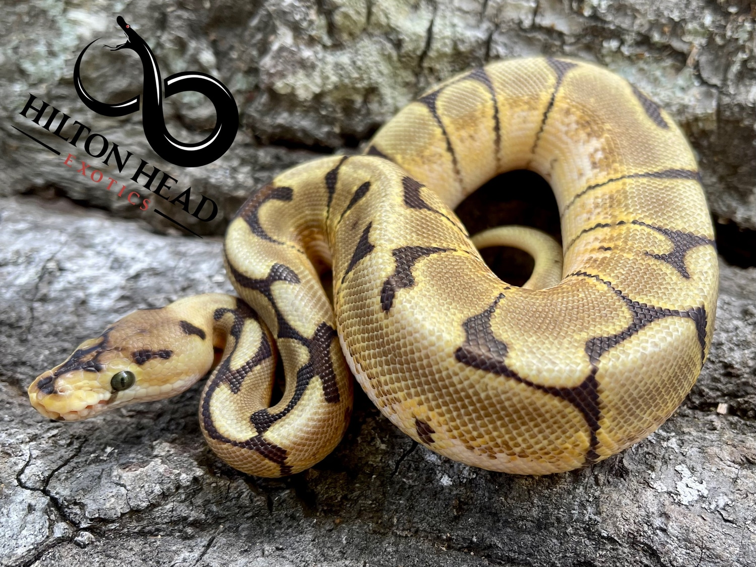 Enchi Spider Cryptic Het DG Ball Python by Hilton Head Exotics ...