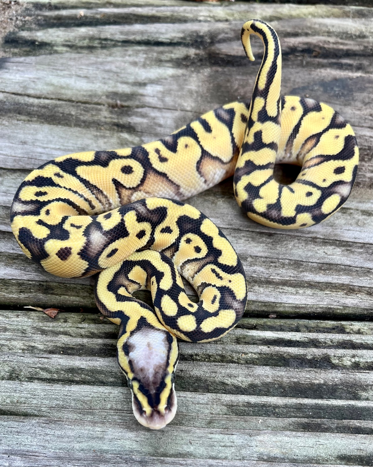 Super Pastel Super Enchi Double Het Cryptic Desert Ghost Ball Python by ...