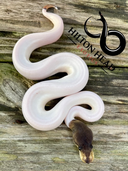 Black Pastel Mahogany Pied Ball Python by Hilton Head Exotics