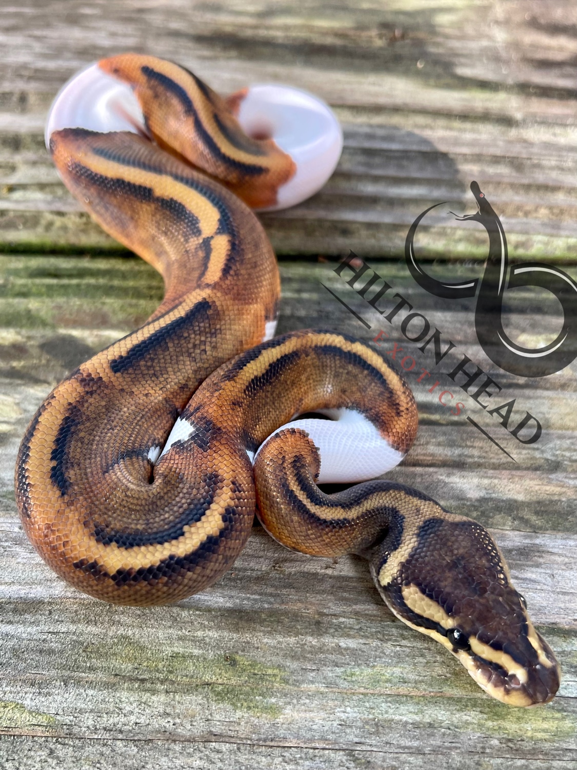 Mahogany Pied Ball Python by Hilton Head Exotics - MorphMarket
