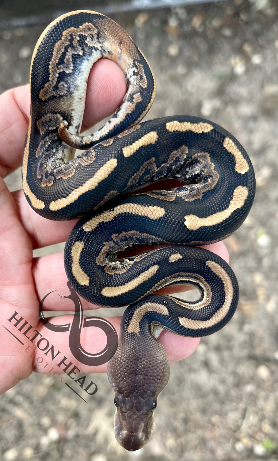 Black Pastel Mahogany 100# Het Pied Ball Python by Hilton Head Exotics ...