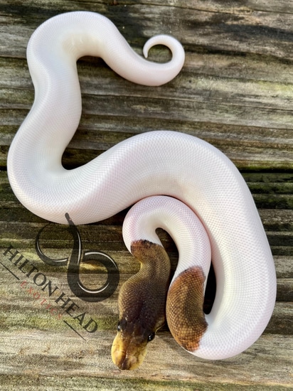 Black Pastel Mahogany Pied Ball Python by Hilton Head Exotics