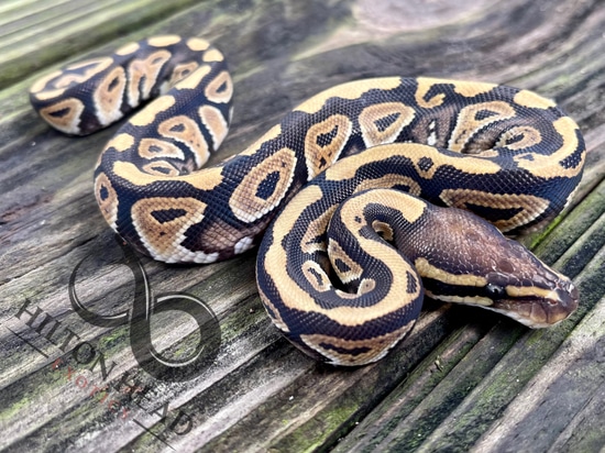 Mystic 100Het Desert Ghost Pos Het Hypo Ball Python by Hilton Head Exotics