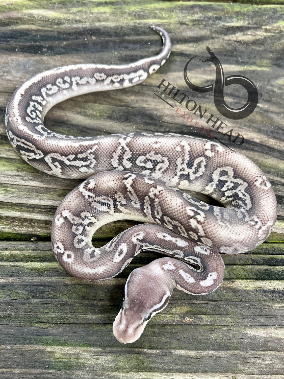 Pewter Mystic 100%Het Desert Ghost Pos Het Hypo Male Ball Python by ...