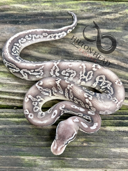 Pewter Mystic 100%Het Desert Ghost Pos Het Hypo Male Ball Python by ...