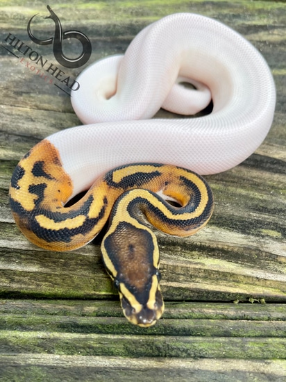 Pied Male Pos YB Ball Python by Hilton Head Exotics