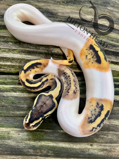 Pastel Pied Male Ball Python by Hilton Head Exotics