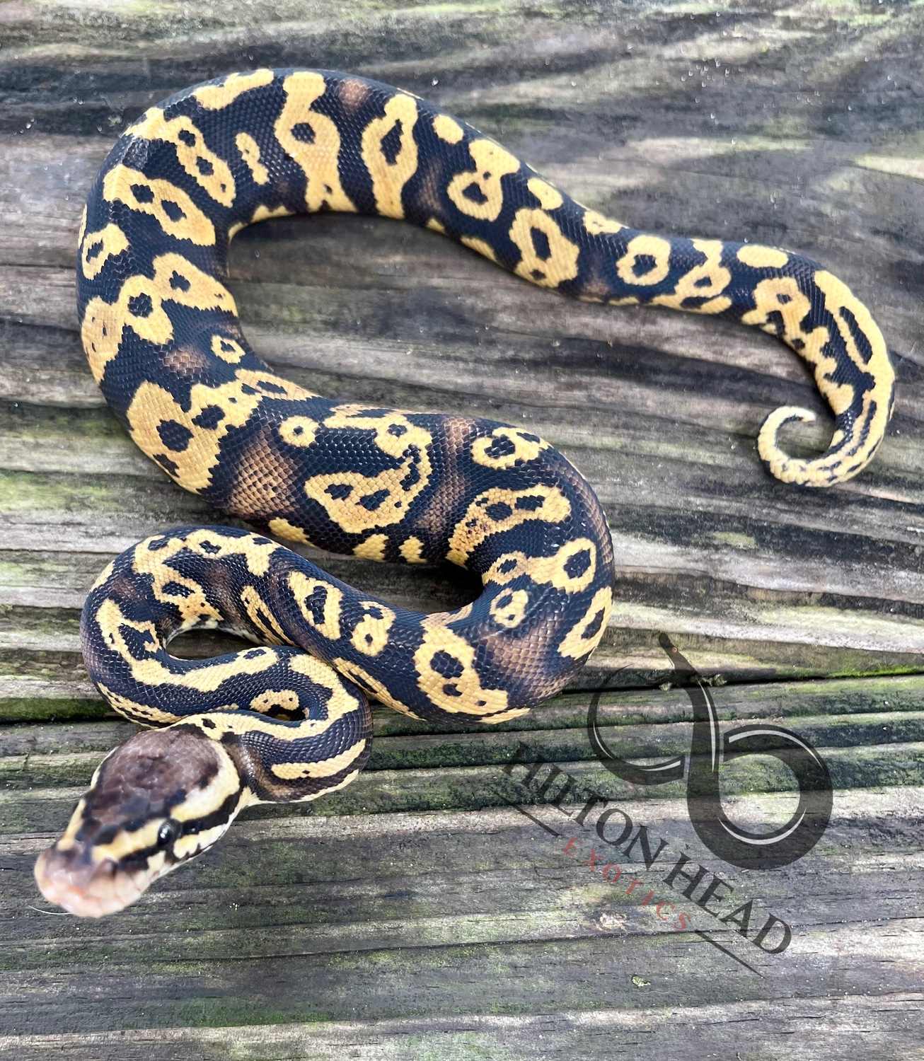 Pastel Yellow Belly Acid Male Ball Python by Hilton Head Exotics ...