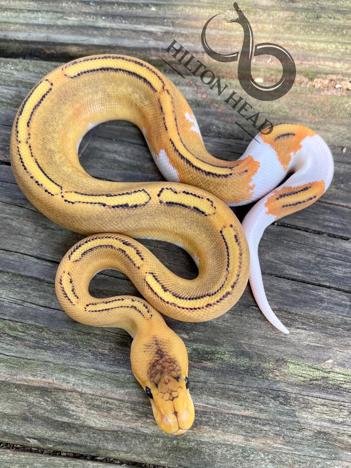 Champagne OD Fire YB Ball Python by Hilton Head Exotics - MorphMarket
