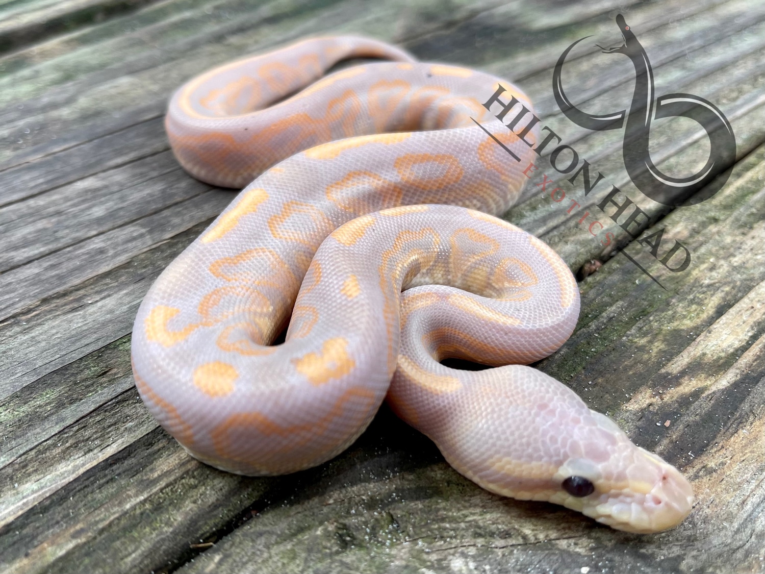 Banana Black Pastel Sable Pos Het Pied Ball Python by Hilton Head Exotics - MorphMarket
