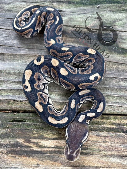 Black Pastel Sable Pos Het Pied Ball Python by Hilton Head Exotics