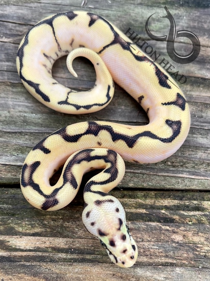 OD YB Fire Killer Bee Ball Python by Hilton Head Exotics