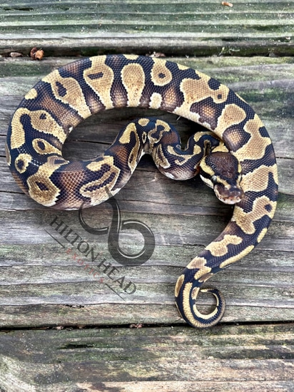 YB 100% Het Pied Ball Python by Hilton Head Exotics
