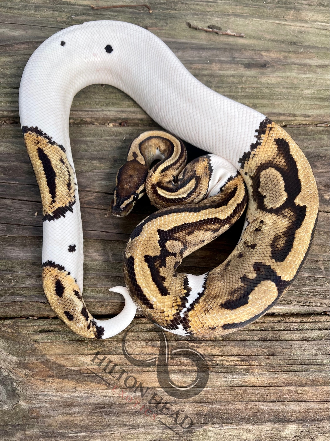 Orange Dream Pied Ball Python by Hilton Head Exotics - MorphMarket