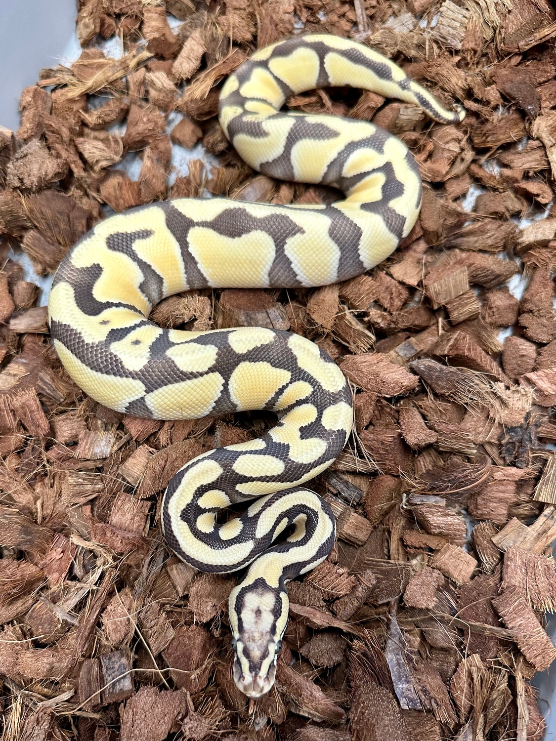 Pastel Enchi DG Het Cryptic Ball Python by Hilton Head Exotics ...