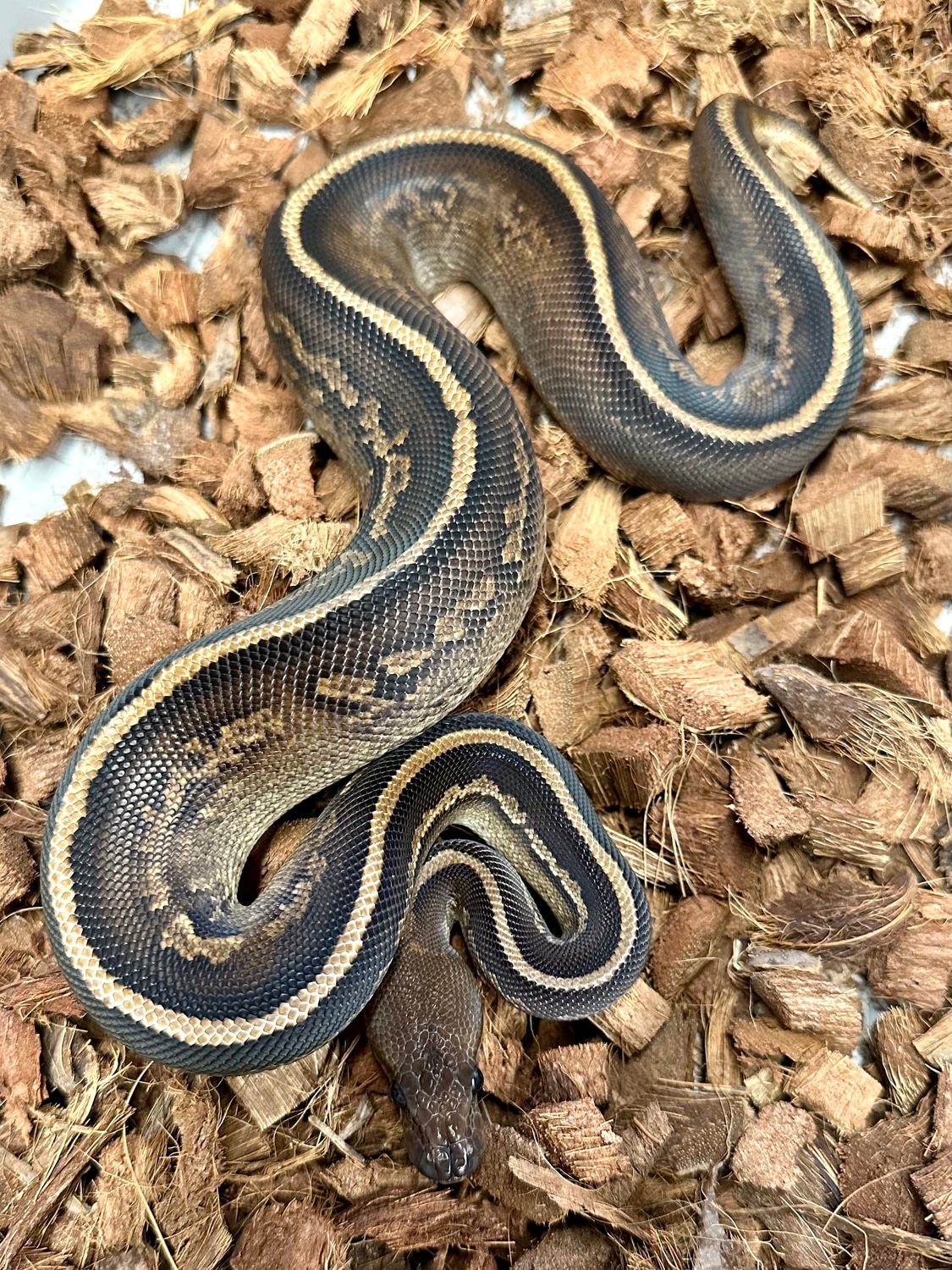 Mahogany Black Pastel YB Het Pied Ball Python by Hilton Head Exotics - MorphMarket