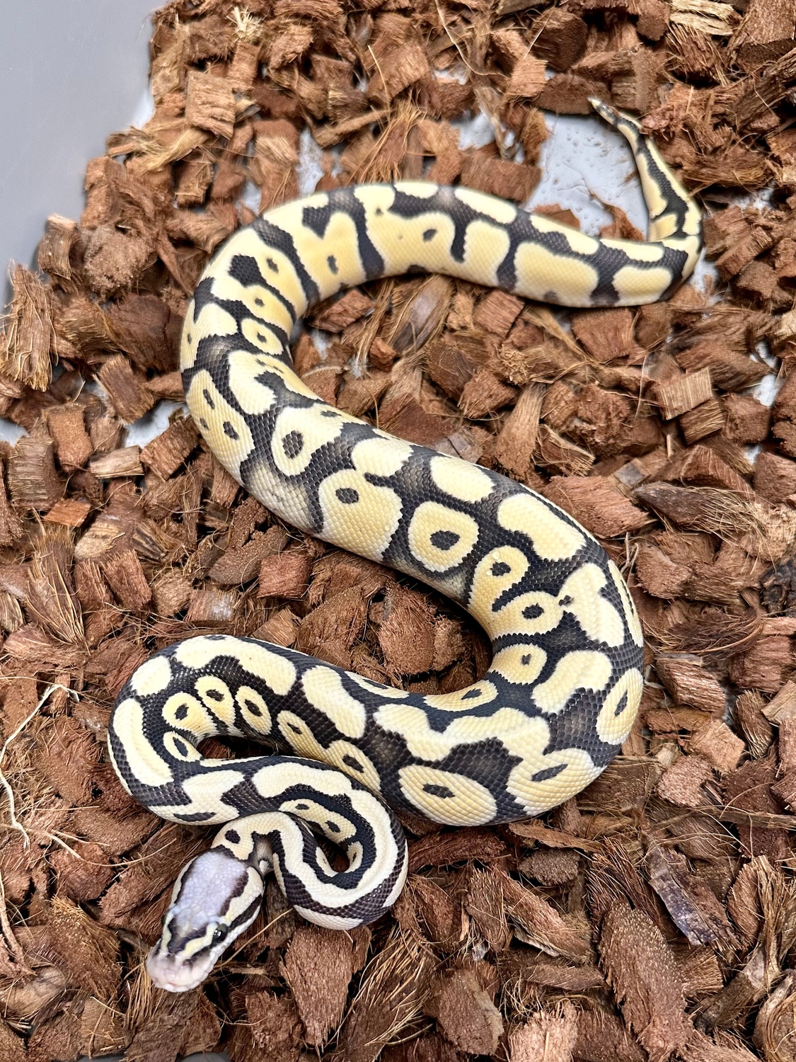Super Pastel DG Het Cryptic Ball Python by Hilton Head Exotics ...