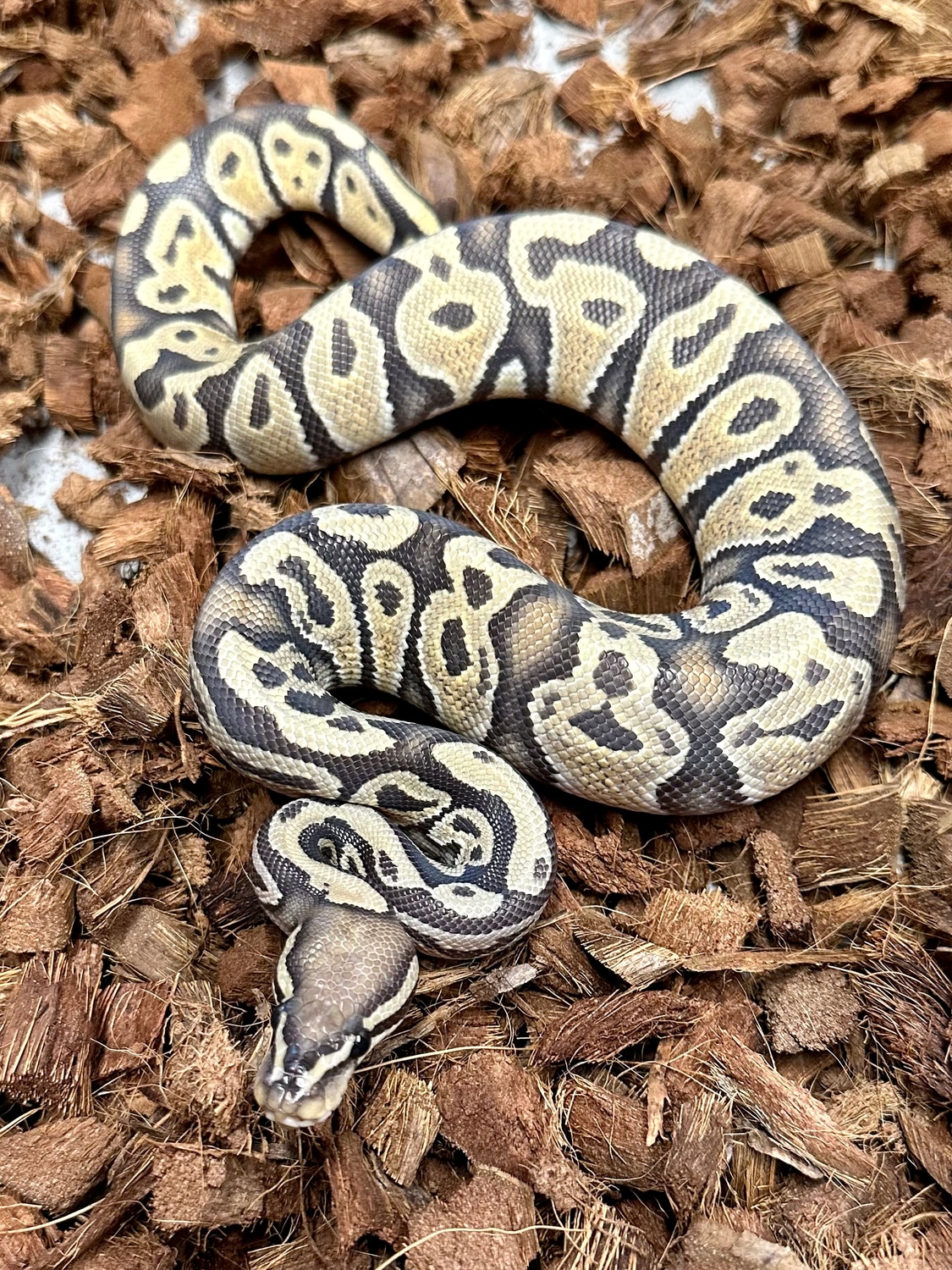 Hypo Lace Het DG Ball Python by Hilton Head Exotics - MorphMarket