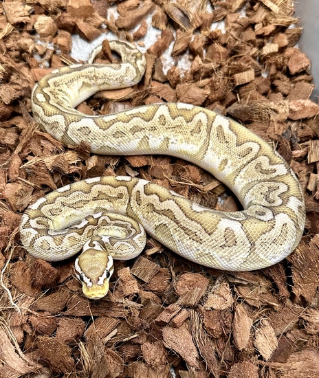 Bamboo Pastel Window Granite Calico Ball Python by Hilton Head Exotics