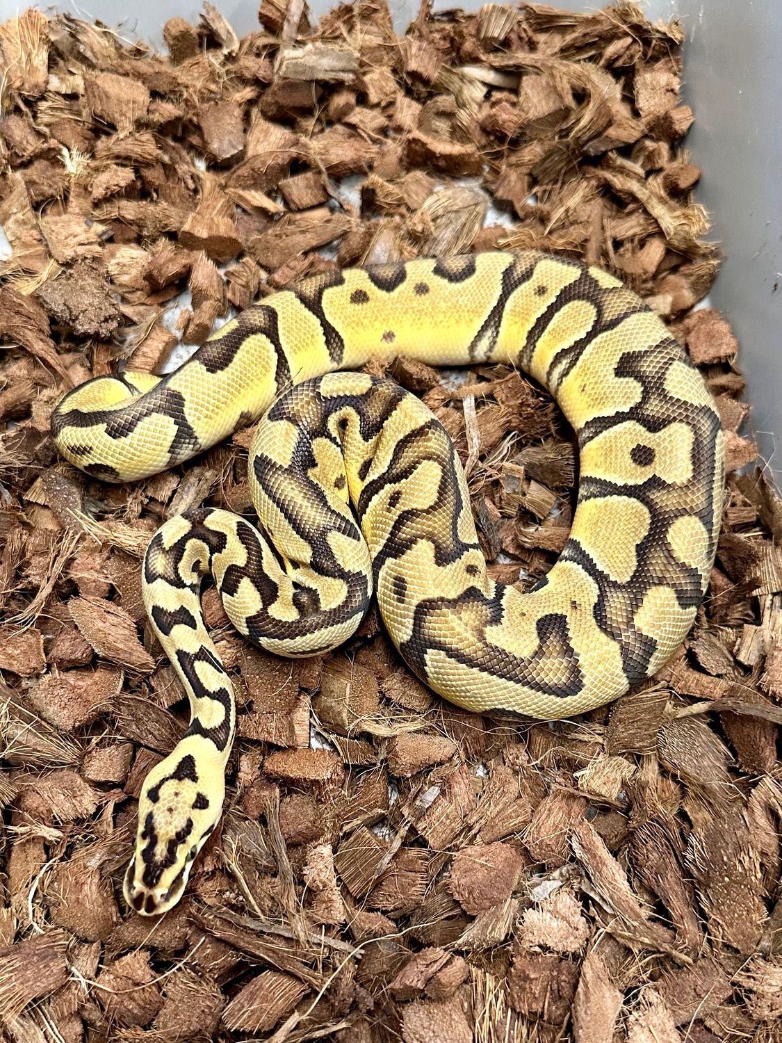 Enchi Crypton Het DG Ball Python by Hilton Head Exotics - MorphMarket