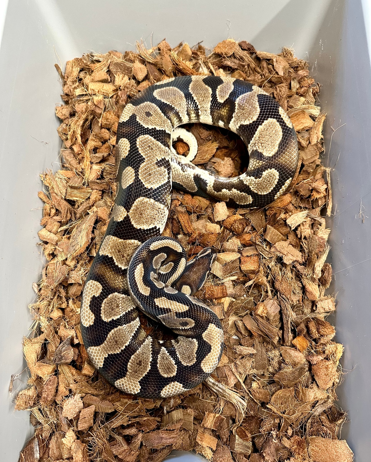 Proven African YB Female BOGO!! READY TO BREED!!! Ball Python by Hilton ...
