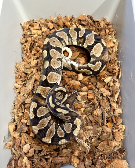 Proven African YB Female BOGO!! READY TO BREED!!! Ball Python by Hilton Head Exotics