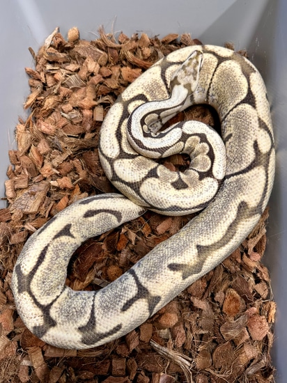 Proven Spider DG Het Cryptic Female Ball Python by Hilton Head Exotics