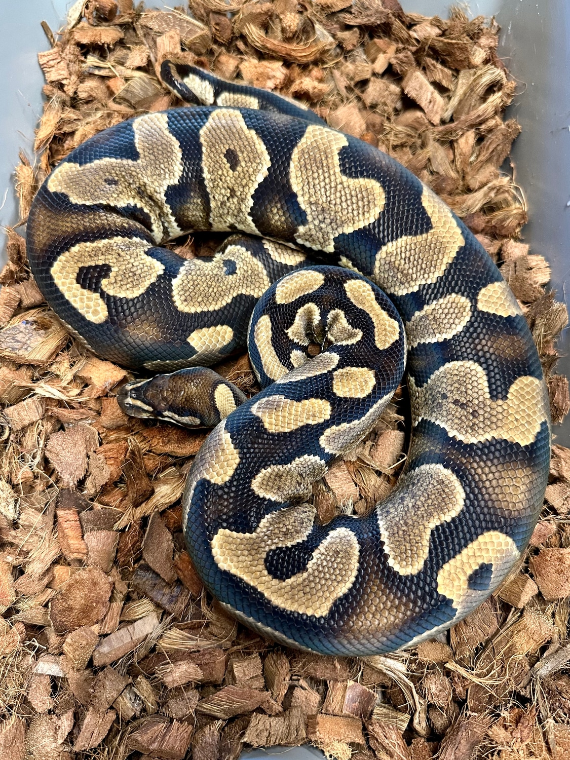 Proven African YB Female BOGO!! READY TO BREED!!! Ball Python by Hilton ...