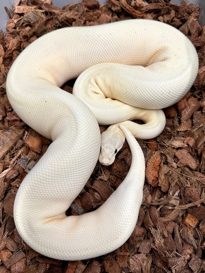 Proven Leopard Ivory Female Ball Python by Hilton Head Exotics