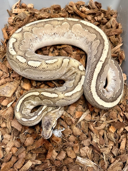 Proven Cinnamon Bamboo Female BOGO!! READY TO BREED!!! Ball Python by ...