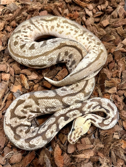 Leopard Spider Firefly Female BOGO!!!! READY TO BREED!!! Ball Python by Hilton Head Exotics
