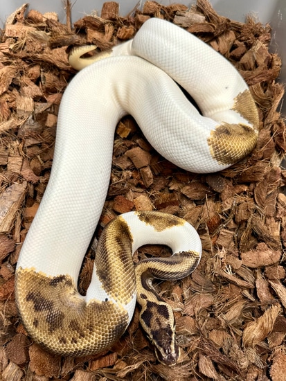 Proven Pastel Enchi Leopard Pied Male Ball Python by Hilton Head Exotics