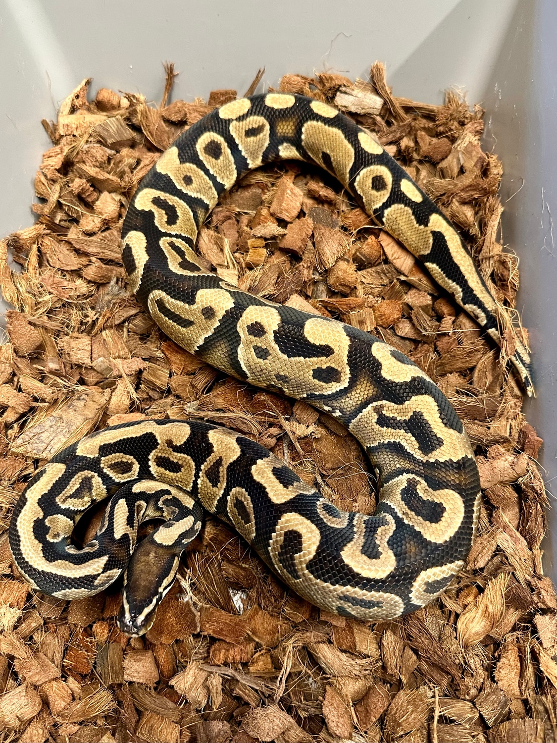 Proven African YB Female BOGO!!! READY TO BREED!!! Ball Python by ...