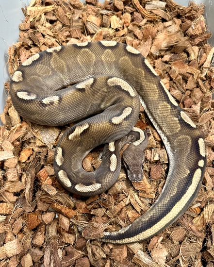 Proven GHI Cinnamon Female Ball Python by Hilton Head Exotics