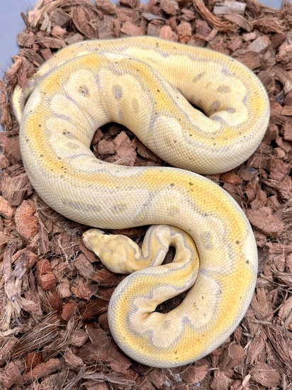 Breeder Banana YB Clown Pos Het Paint Female Ball Python by Hilton Head ...