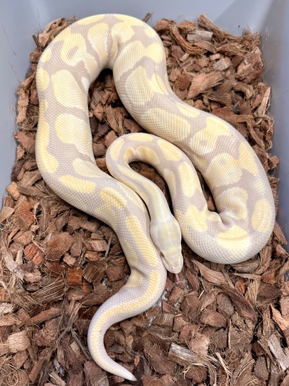 Proven Candino Female Ball Python by Hilton Head Exotics
