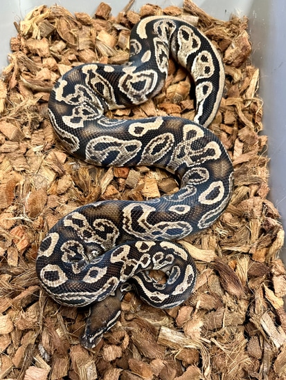 Proven Blitz Window Granite Female Ball Python by Hilton Head Exotics