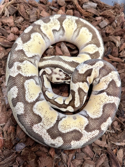 Proven Enchi Firefly Het Clown Female Ball Python by Hilton Head Exotics