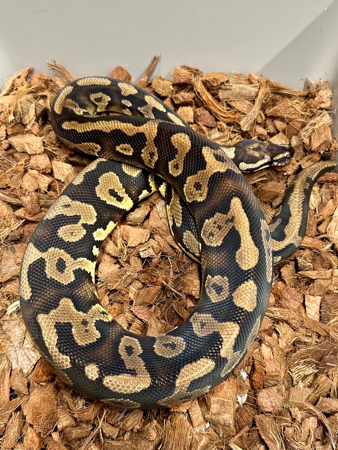 Proven YB Acid Male Ball Python by Hilton Head Exotics - MorphMarket