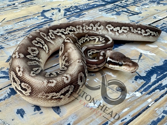 Pewter Mystic 100%Het Desert Ghost Pos Het Hypo Female Ball Python by Hilton Head Exotics
