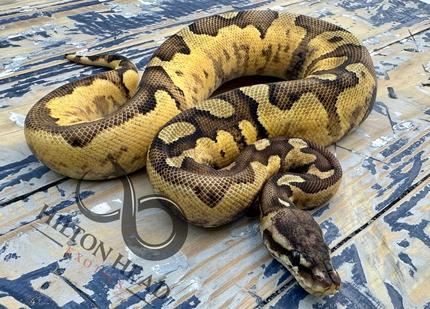 Enchi Pastel Shatter Het Cryptic Pos Het DG Ball Python by Hilton Head ...