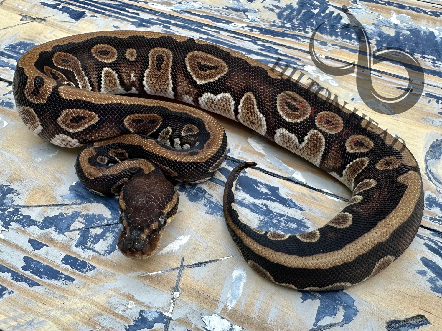 Mahogany Het Pied Ball Python by Hilton Head Exotics - MorphMarket