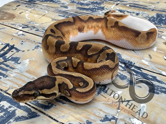 Enchi Pied Male Ball Python by Hilton Head Exotics