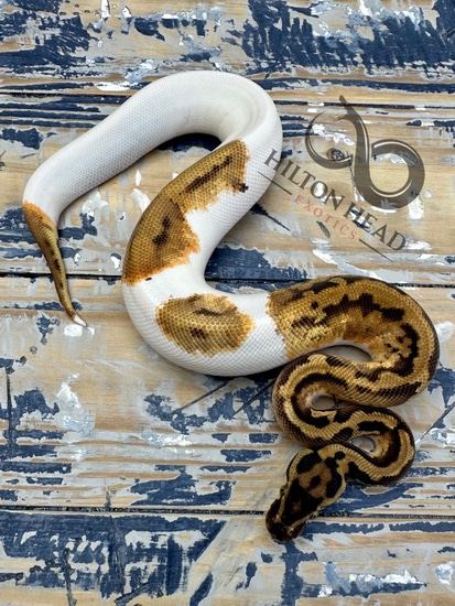 Pastel Leopard Pied Male Ball Python by Hilton Head Exotics