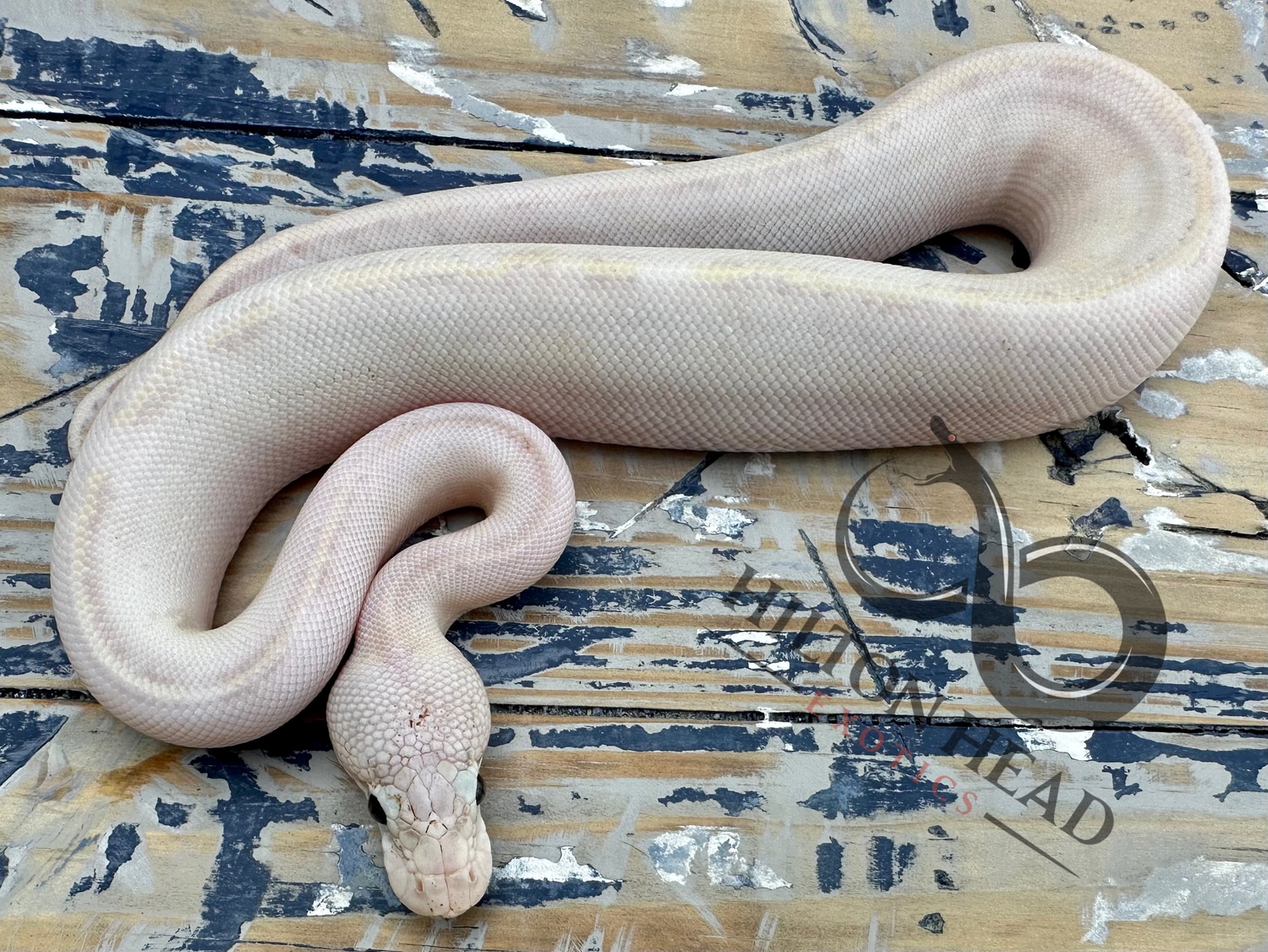 Acid Ivory Pos Pastel And Vanilla Ball Python by Hilton Head Exotics ...