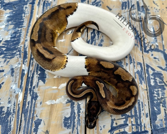 Mahogany Pied Ball Python by Hilton Head Exotics