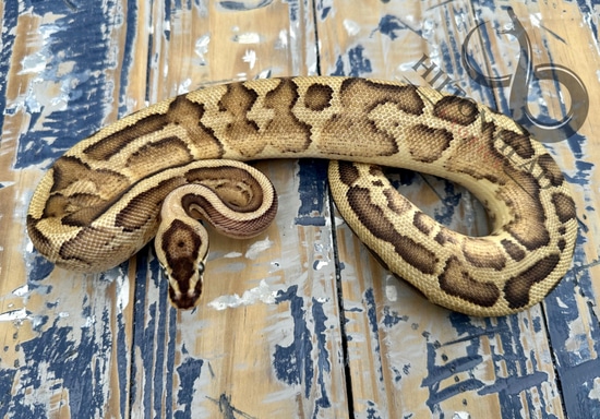 Leopard Super Stripe Female Ball Python by Hilton Head Exotics