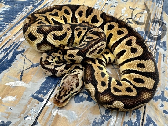 Pastel Crypton Het Desert Ghost Ball Python by Hilton Head Exotics